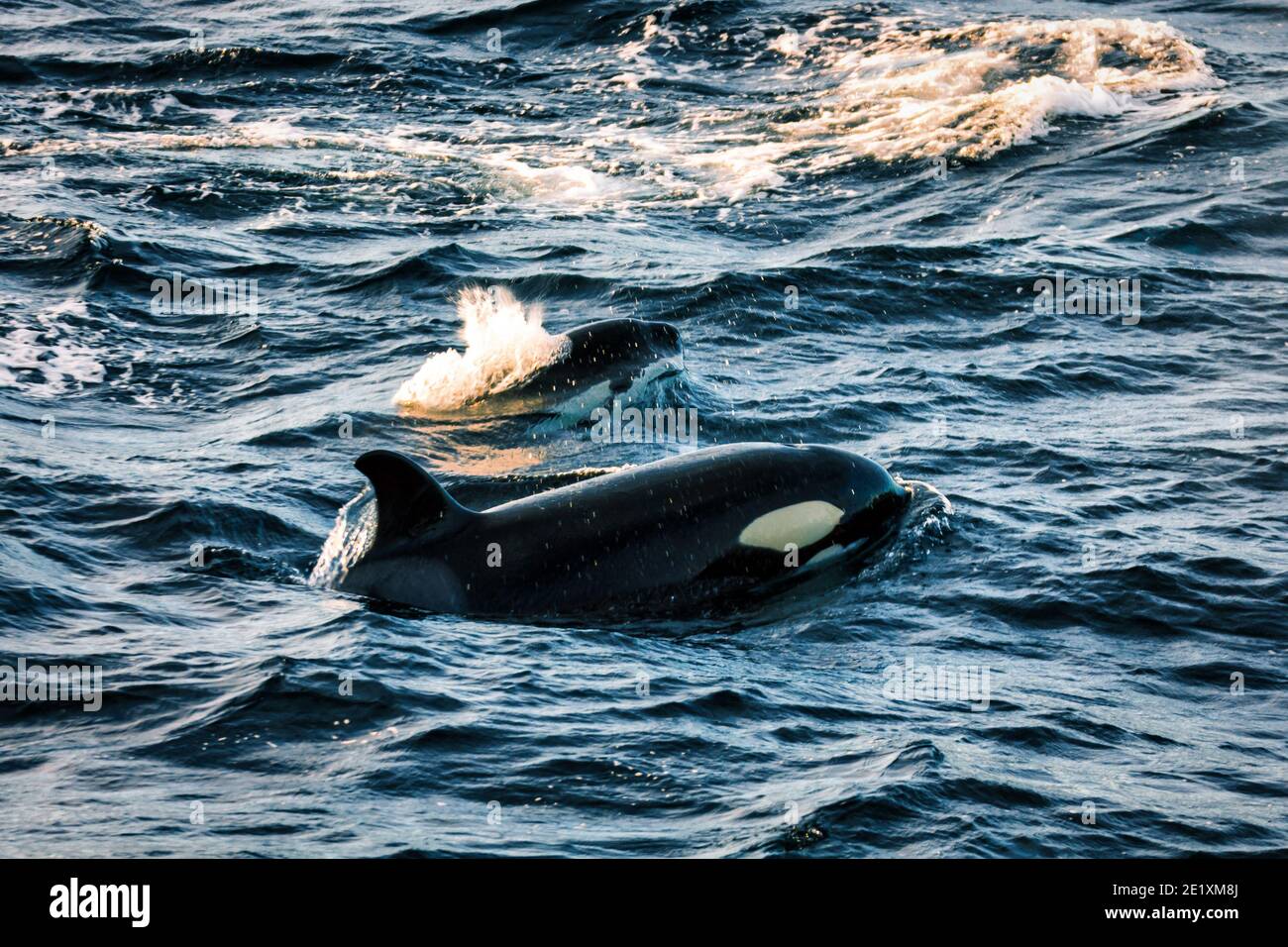 Orcas pilot whales at the atlantic near andenes, norway Stock Photo - Alamy