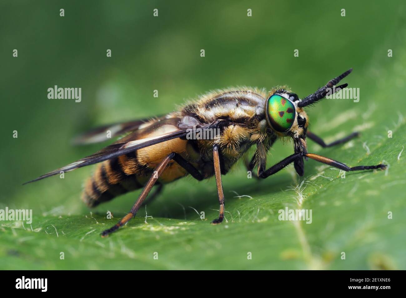 Chrysops relictus horsefly female resting on plant leaf. Tipperary, Ireland Stock Photo - Alamy