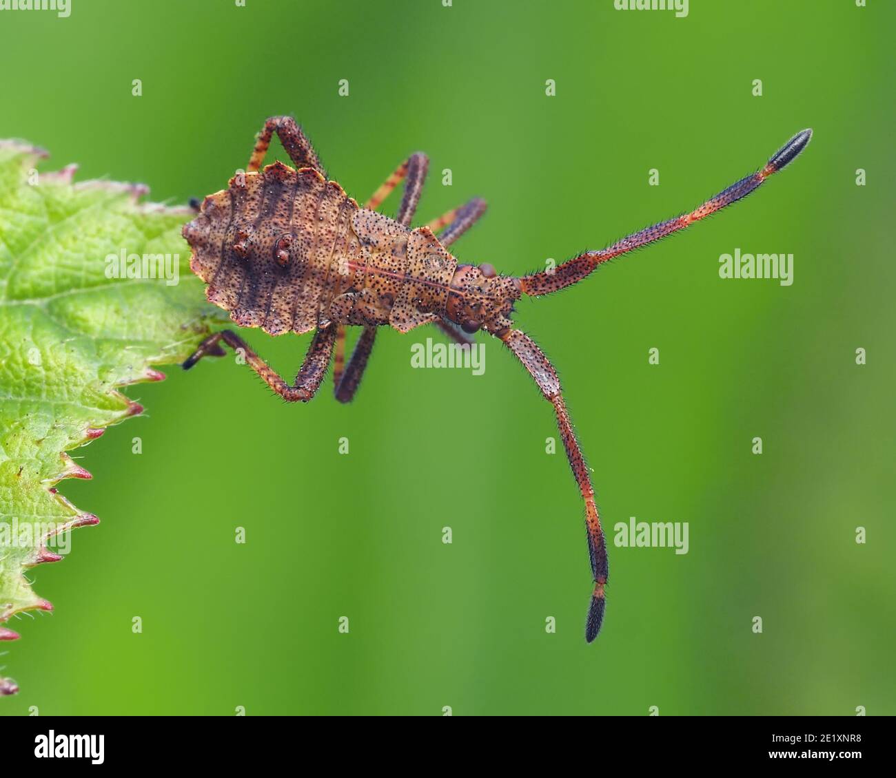 Dock Bug nymph (Coreus marginatus) on end of bramble leaf. Tipperary ...