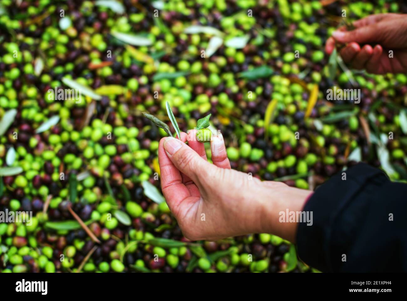 Olive picking italy hand hi-res stock photography and images - Alamy