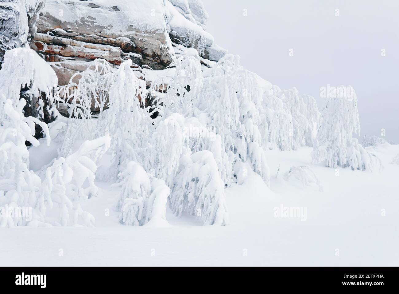 frozen rock and trees with rime-covered branches after blizzard on the ...
