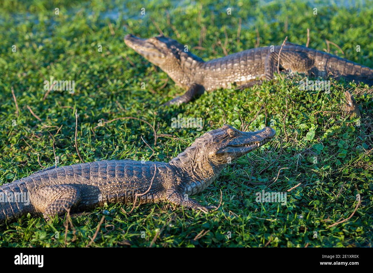 Black caiman habitat hi-res stock photography and images - Alamy