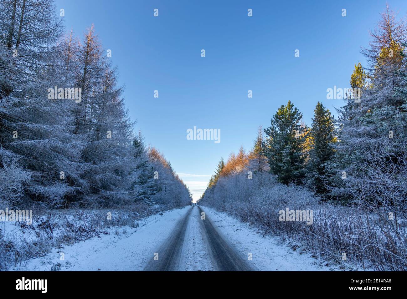 road in middle of a forrest with pine trees Stock Photo - Alamy