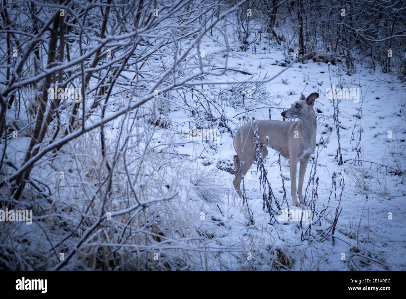 Fawn whippet hi-res stock photography and images - Alamy