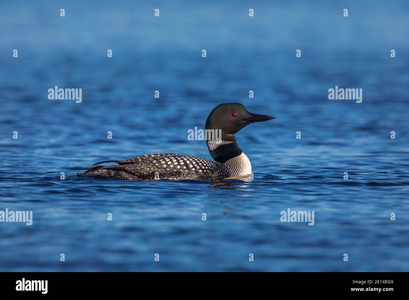Common loon on Day Lake in northern Wisconsin Stock Photo - Alamy