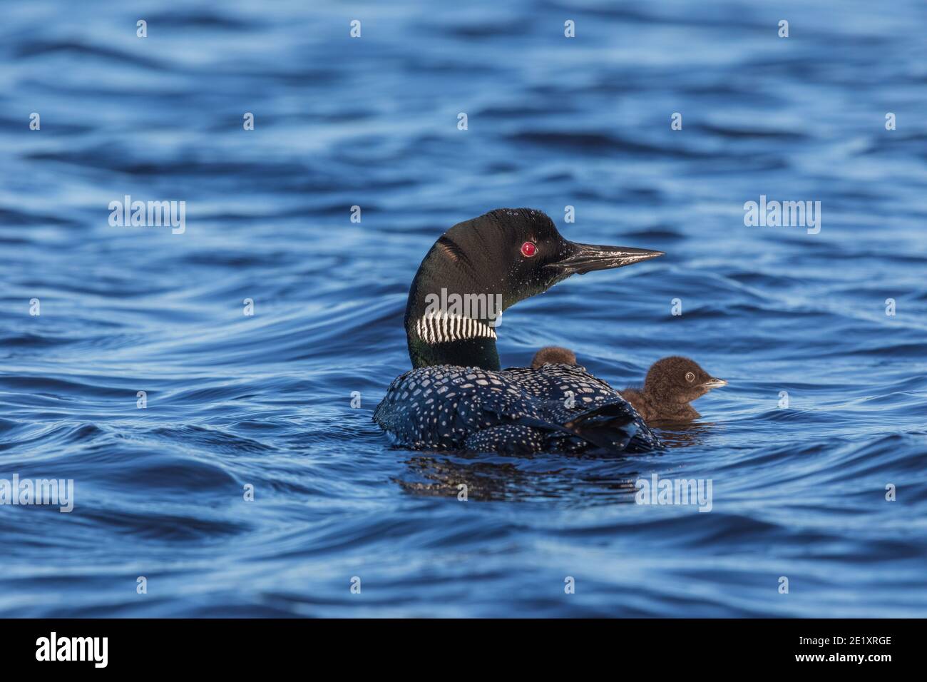 Common loon with chicks on Day Lake in northern Wisconsin Stock Photo ...