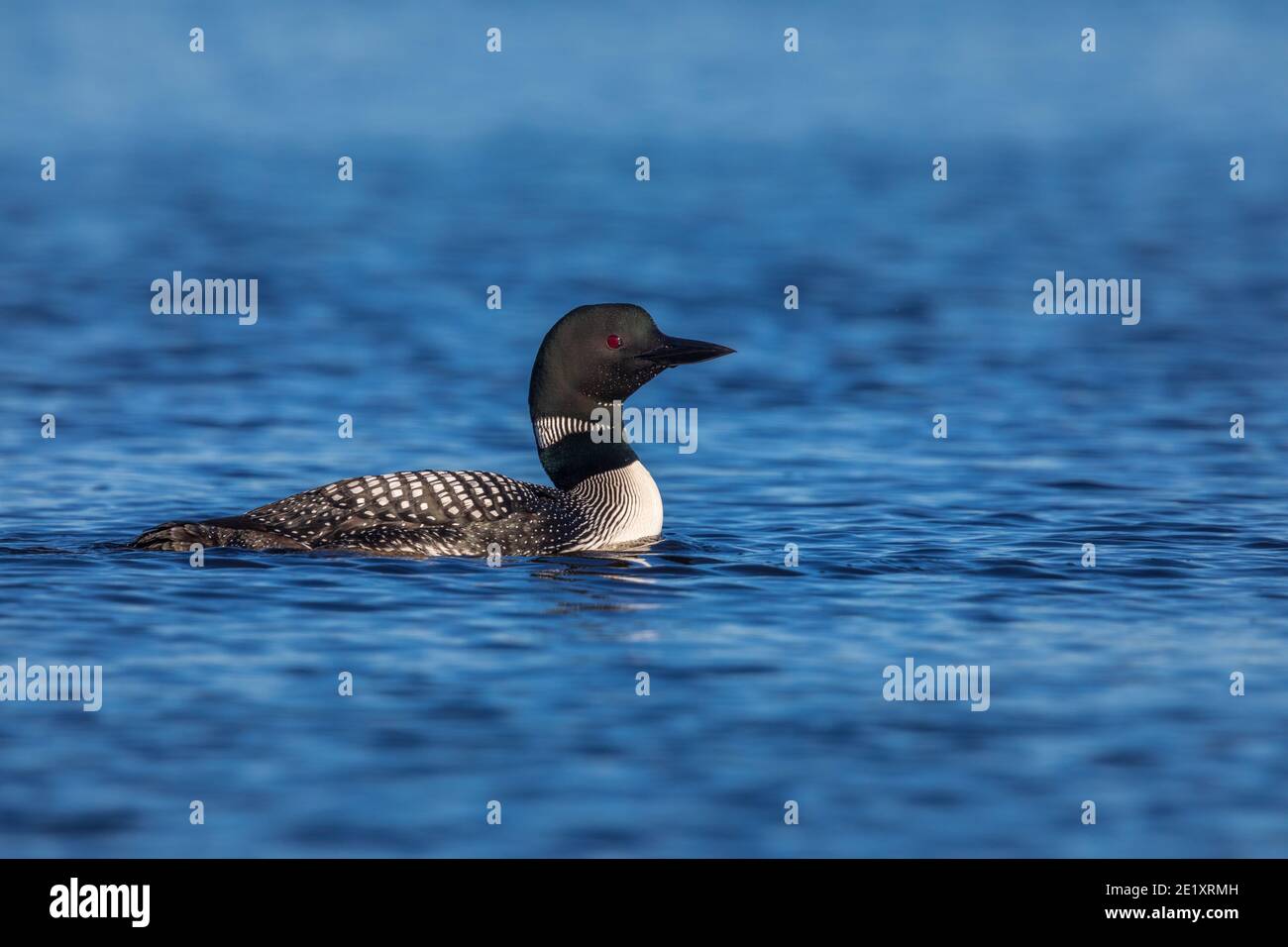 Common loon in breeding plumage hi-res stock photography and images - Alamy
