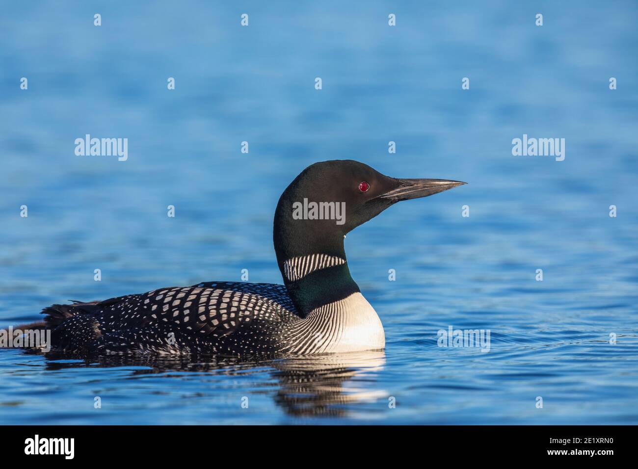 Common loon breeding adult hi-res stock photography and images - Alamy