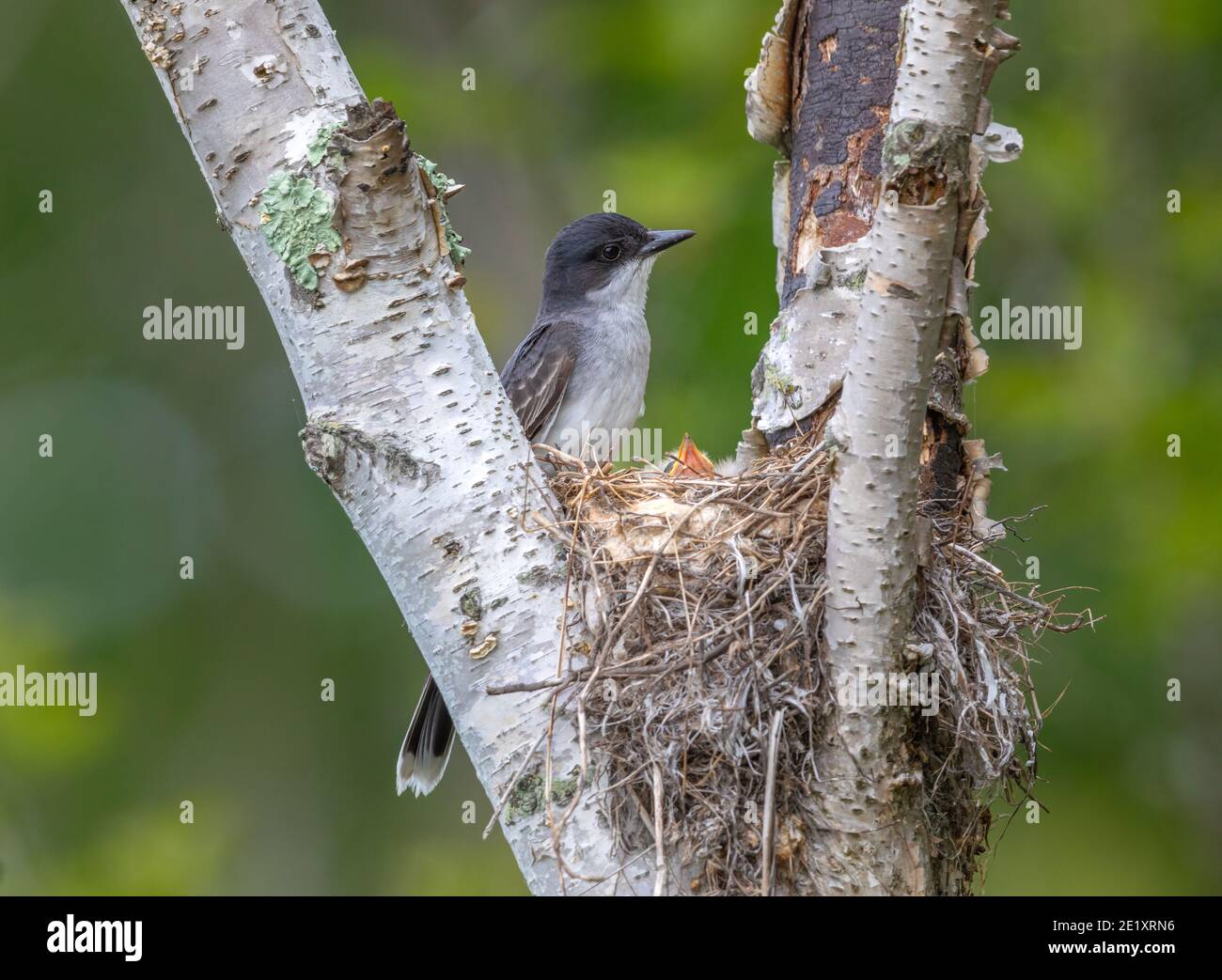 Eastern king bird nest hi-res stock photography and images - Alamy