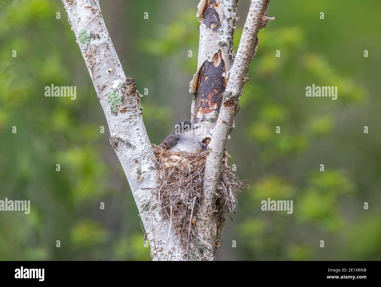 Eastern king bird nest hi-res stock photography and images - Alamy
