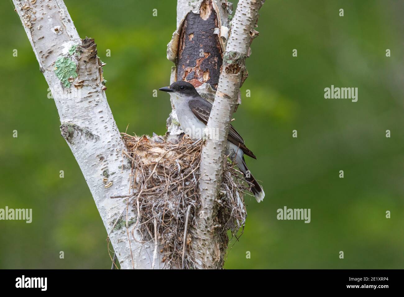 Eastern king bird nest hi-res stock photography and images - Alamy