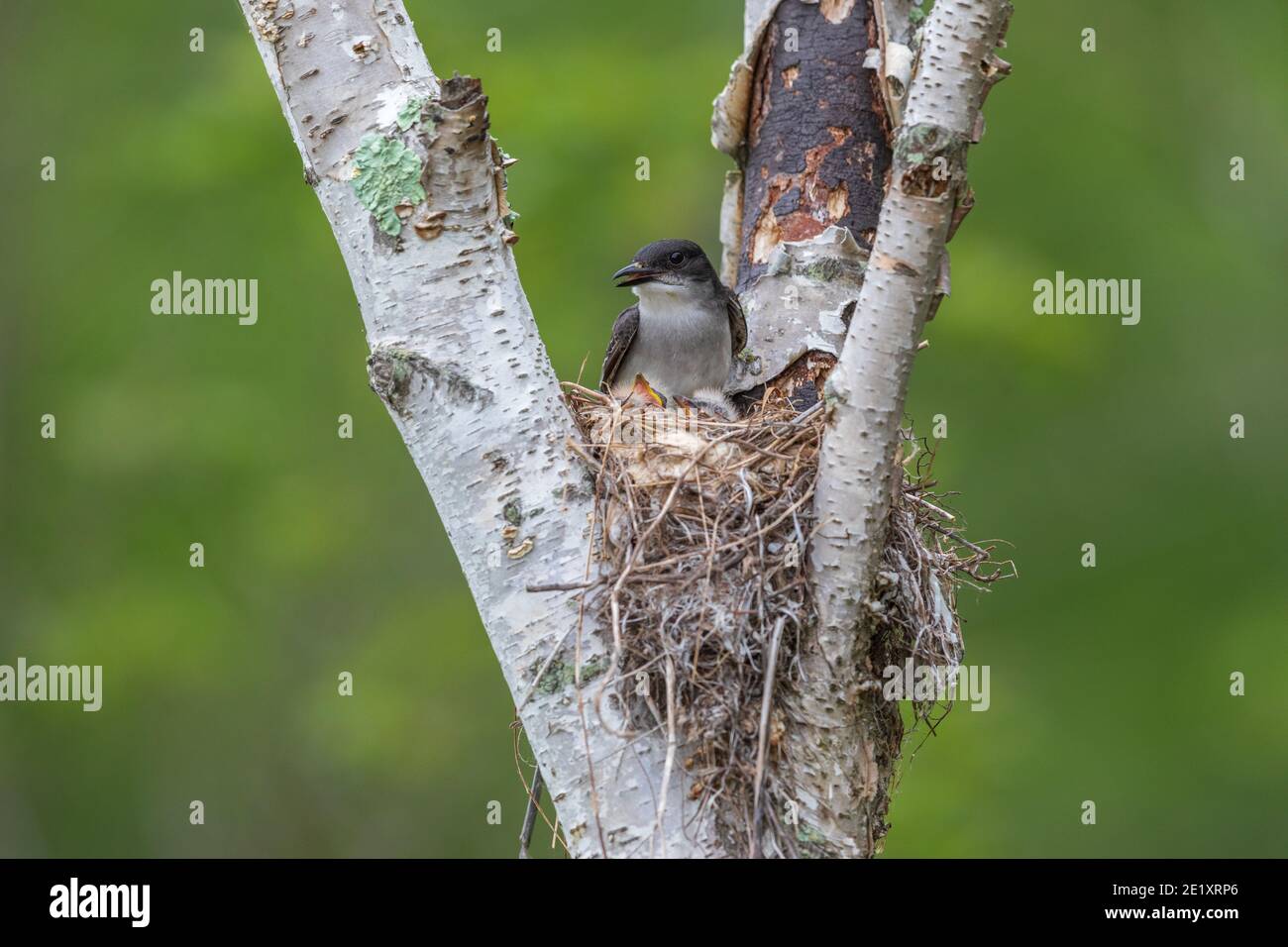 Kingbird on nest hi-res stock photography and images - Alamy