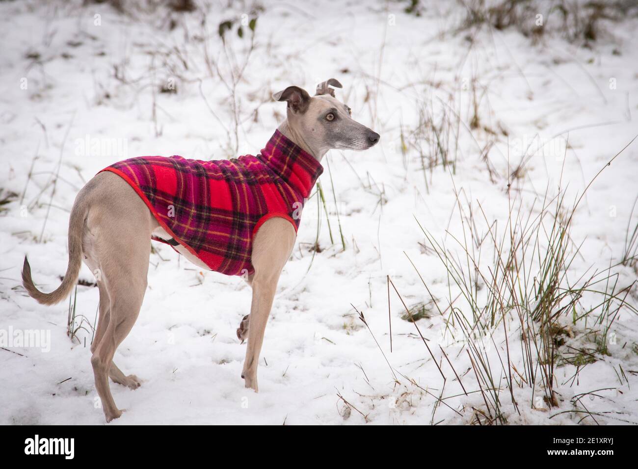 Fawn whippet hi-res stock photography and images - Alamy