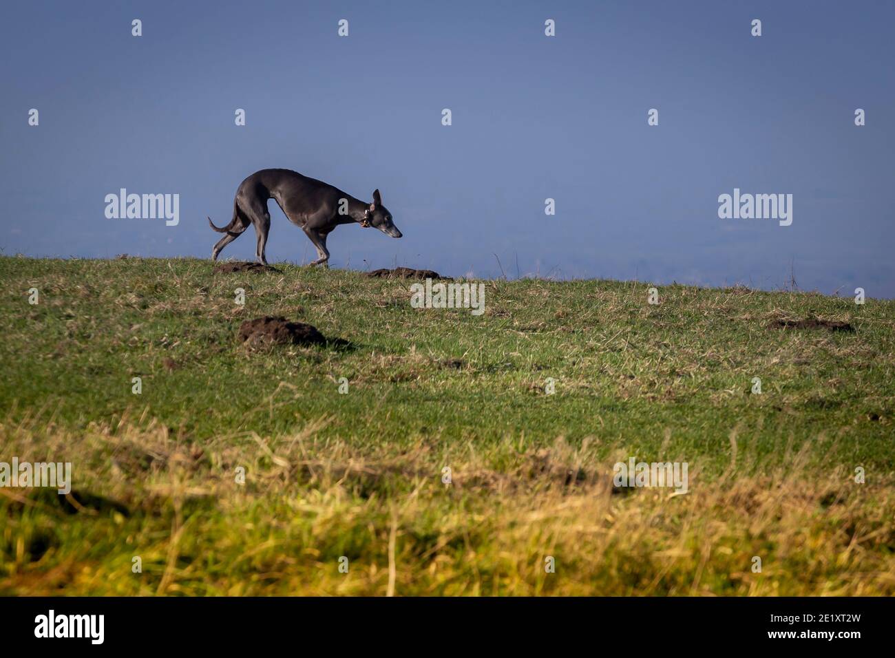 Blue whippet hi-res stock photography and images - Alamy