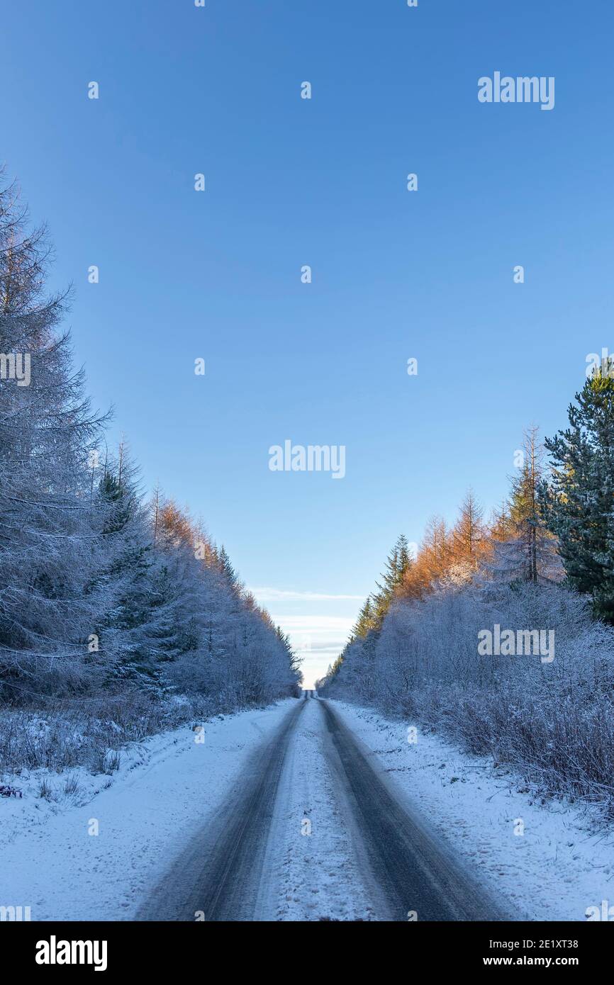 road in middle of a forrest with pine trees Stock Photo - Alamy