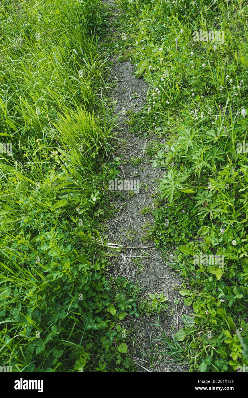 Forest dirt trail in green grass. Hiking in wild Stock Photo - Alamy