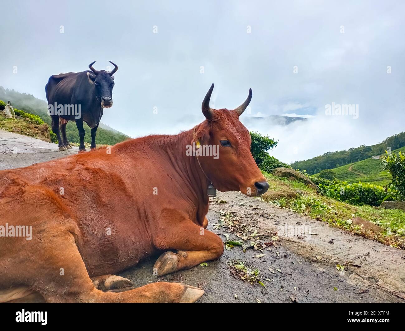 A2 Indian Cow in Tea plantations in Munnar, Kerala, India. Cow Roaming ...