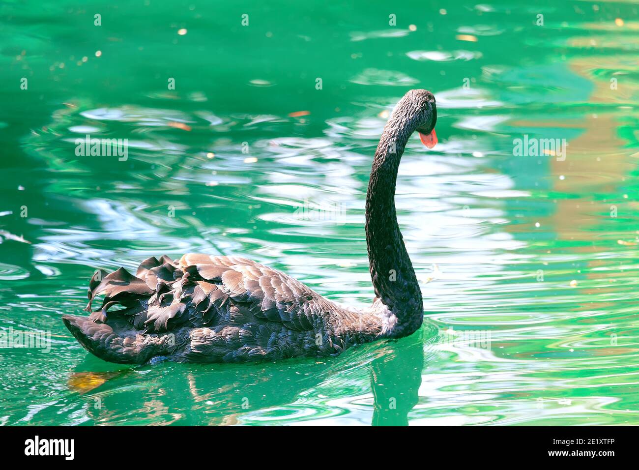 Black swans new zealand hi-res stock photography and images - Alamy