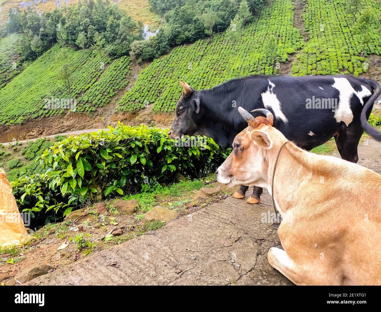 A2 Indian Cow in Tea plantations in Munnar, Kerala, India. Cow Roaming ...