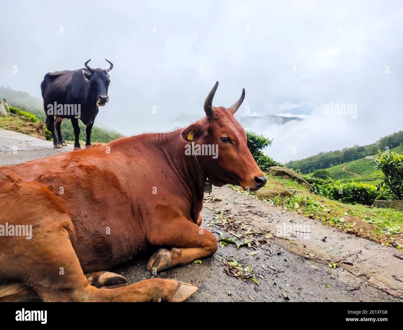 A2 Indian Cow in Tea plantations in Munnar, Kerala, India. Cow Roaming ...