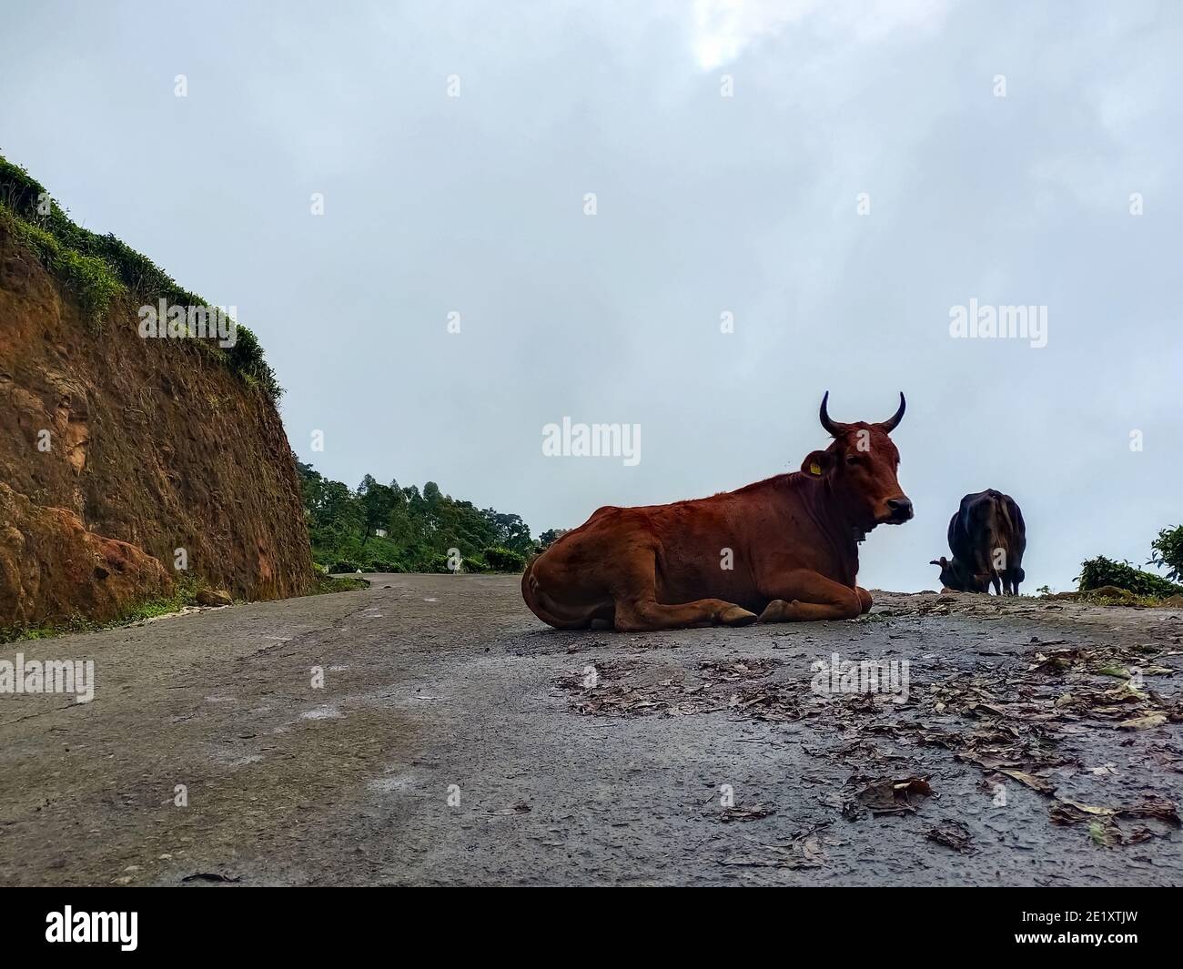A2 Indian Cow in Tea plantations in Munnar, Kerala, India. Cow Roaming ...