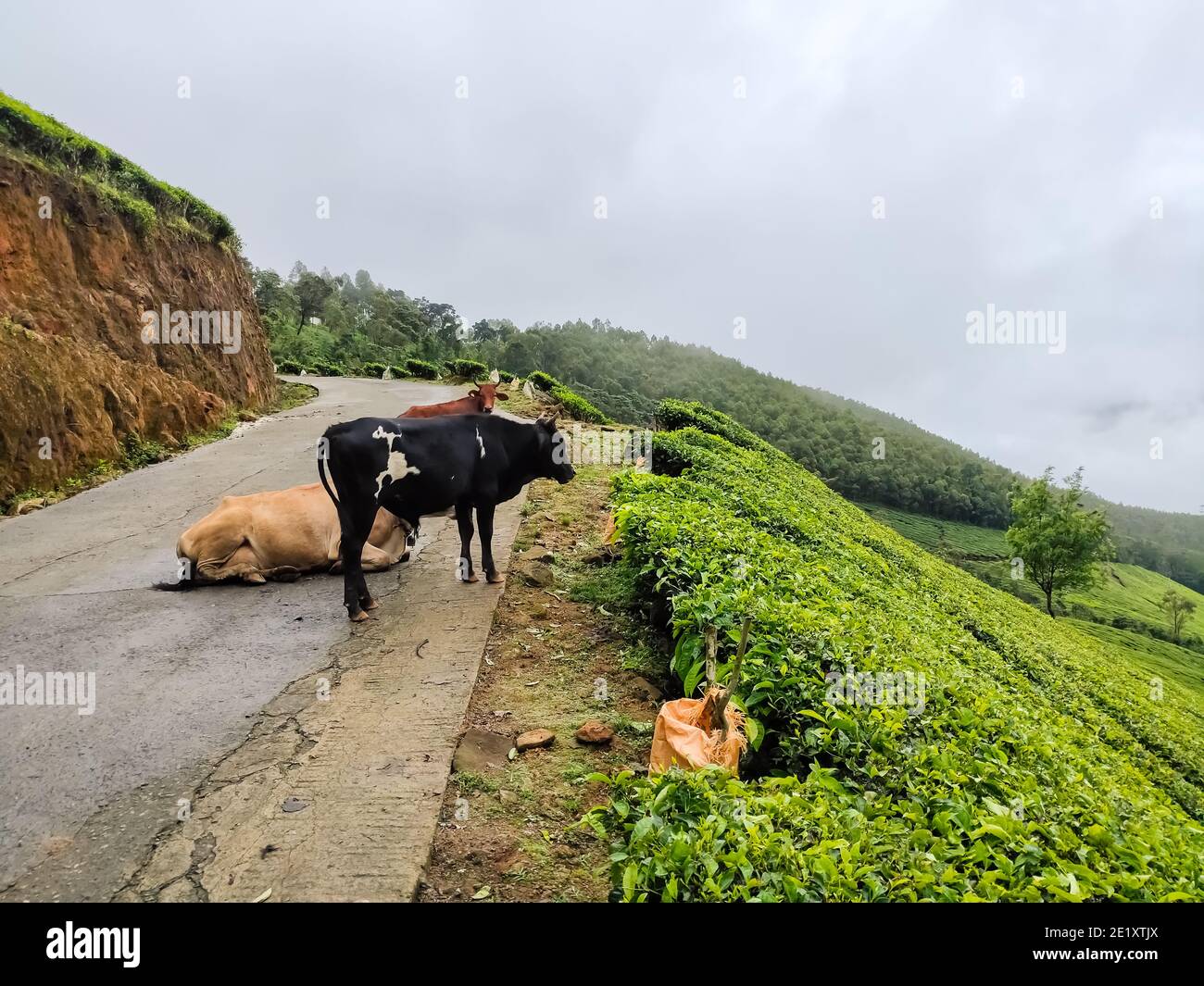 A2 Indian Cow in Tea plantations in Munnar, Kerala, India. Cow Roaming ...