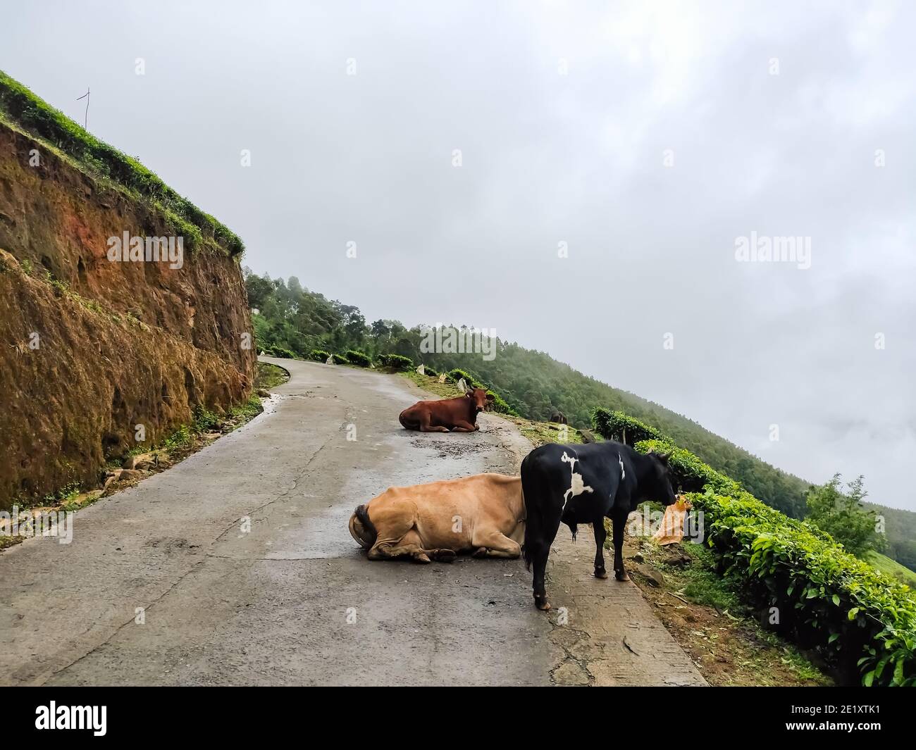 Cow On Indian Road High Resolution Stock Photography and Images - Alamy