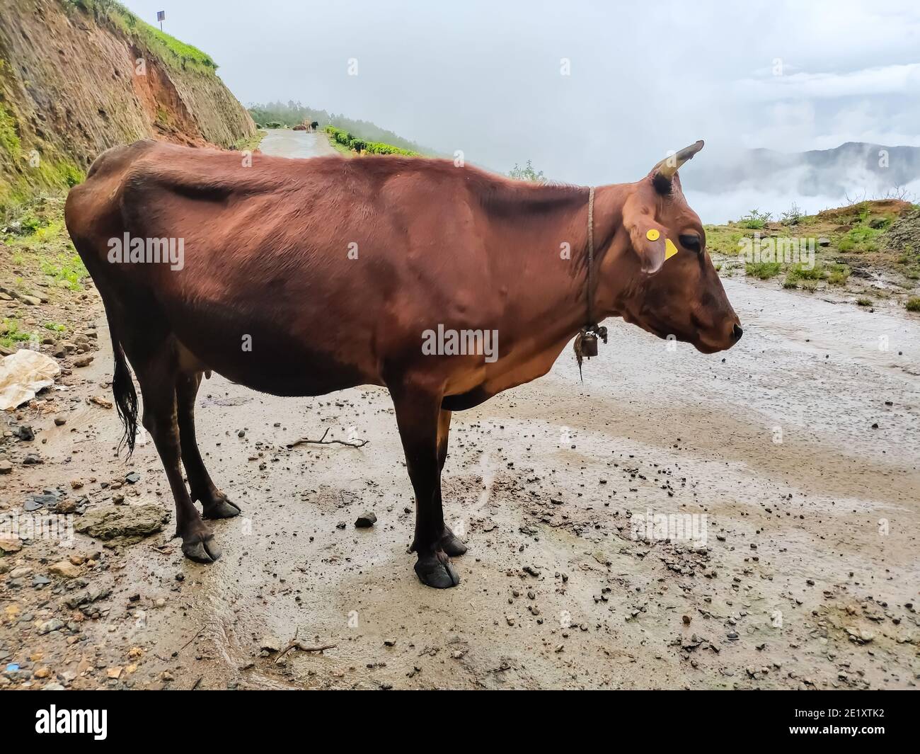 A2 Indian Cow in Tea plantations in Munnar, Kerala, India. Cow Roaming ...