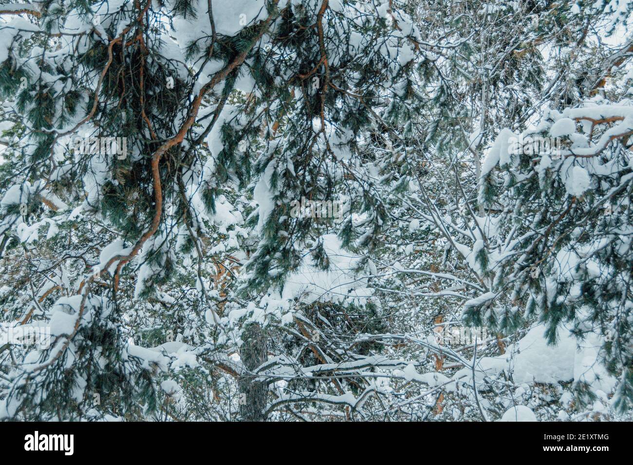 Winter landscape. The forest on hillside is covered with snow and frost ...