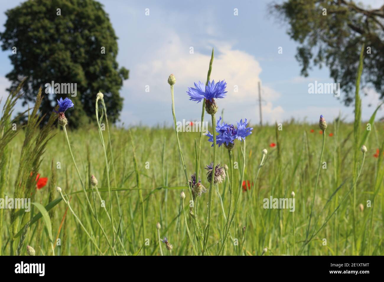 Lithuanian flowers hi-res stock photography and images - Alamy