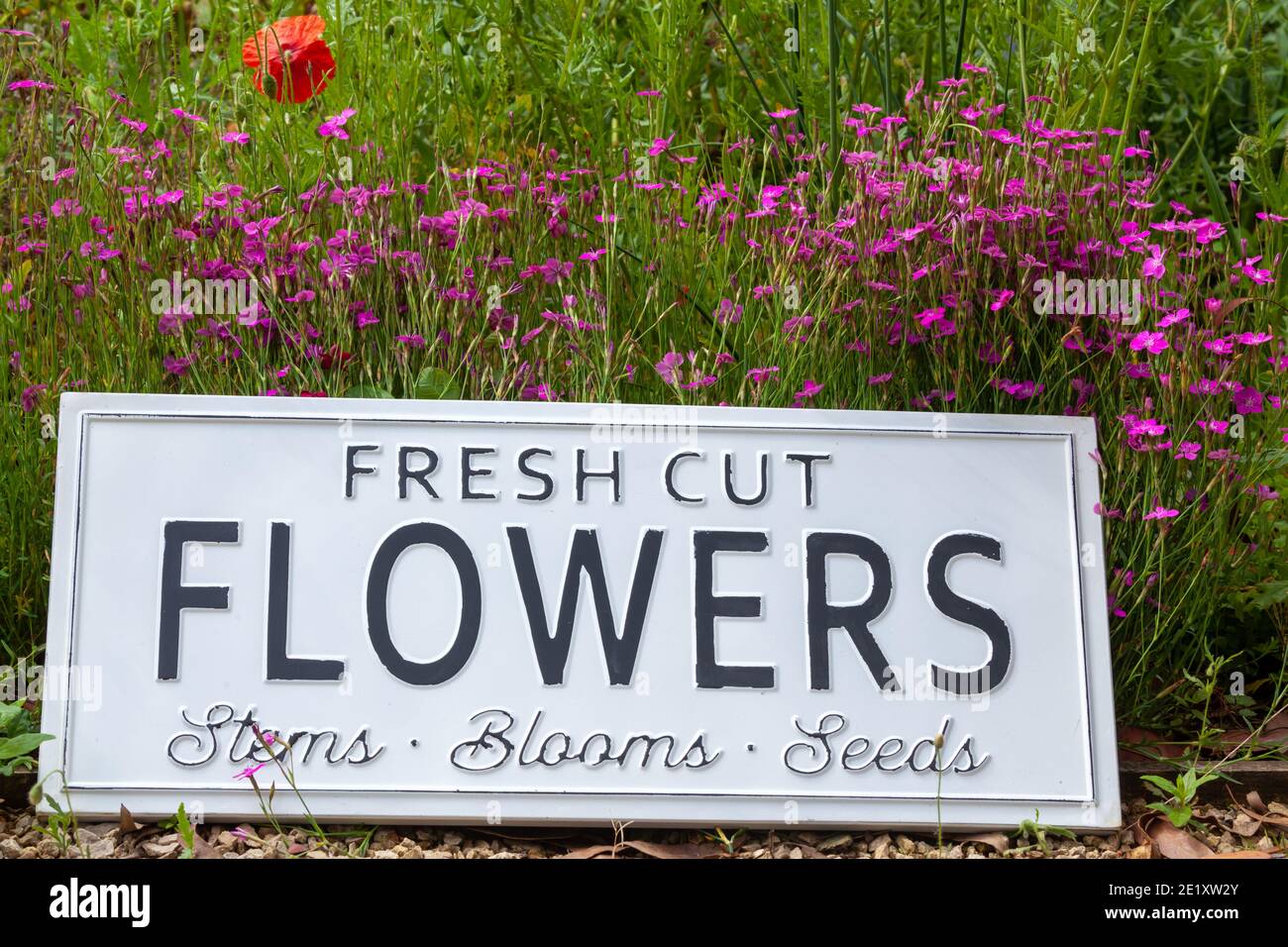 Floral spring sign hi-res stock photography and images - Alamy
