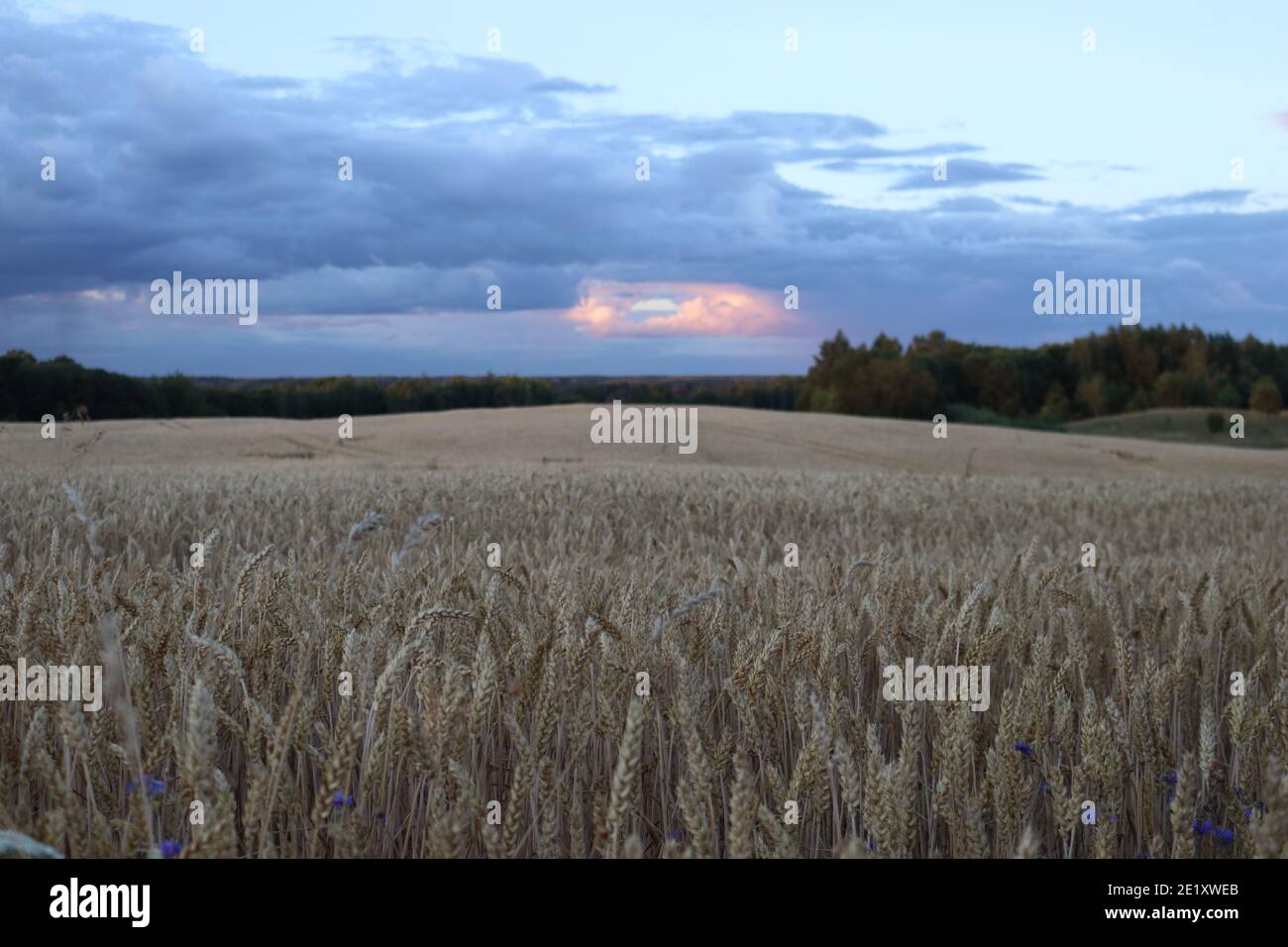 Field of grain Stock Photo - Alamy