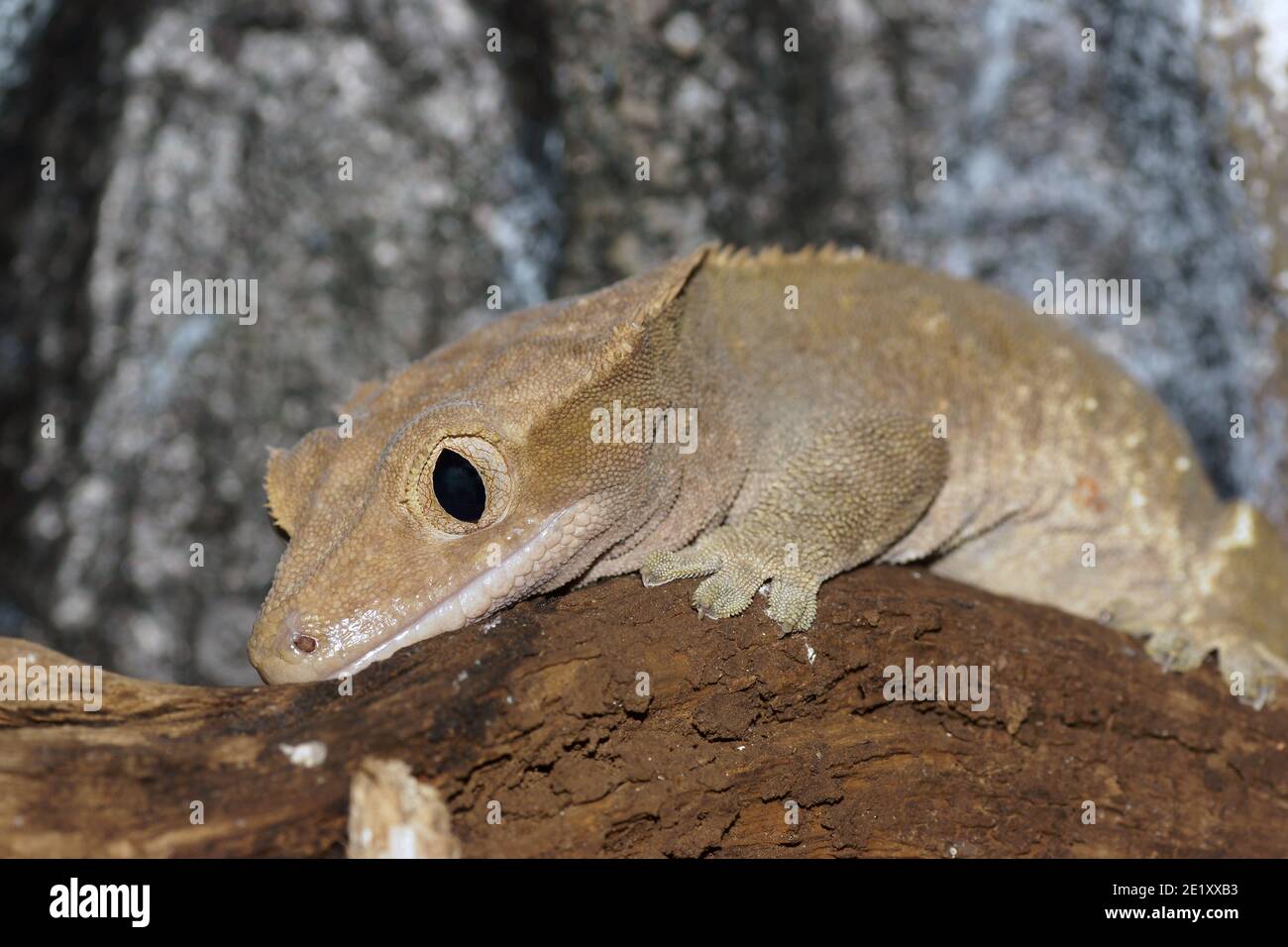 Tropical rainforest gecko hi-res stock photography and images - Alamy