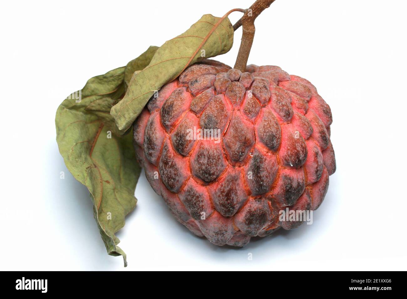 Sugar-apple, sweetsop, Custard apple, fruit, Annona squamosa Stock ...