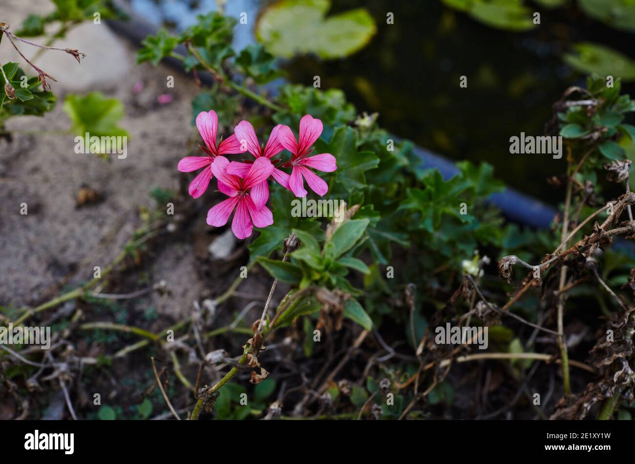 Pelargonium plant hi-res stock photography and images - Alamy