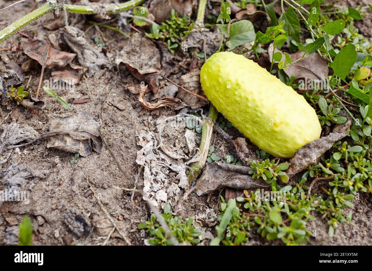 Ripe cucumber hi-res stock photography and images - Alamy