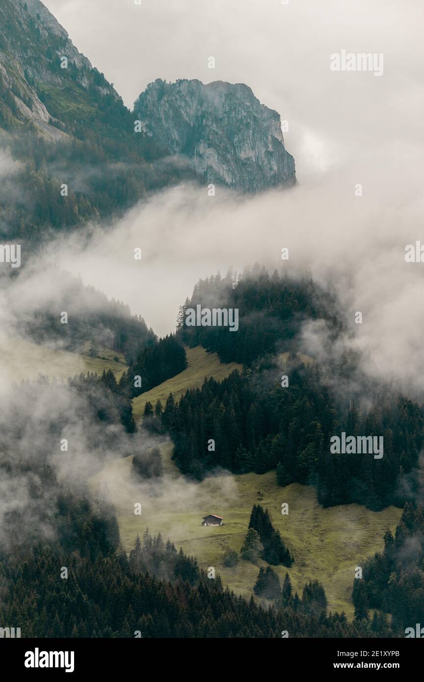 Fog Clouds fly over the trees Stock Photo - Alamy