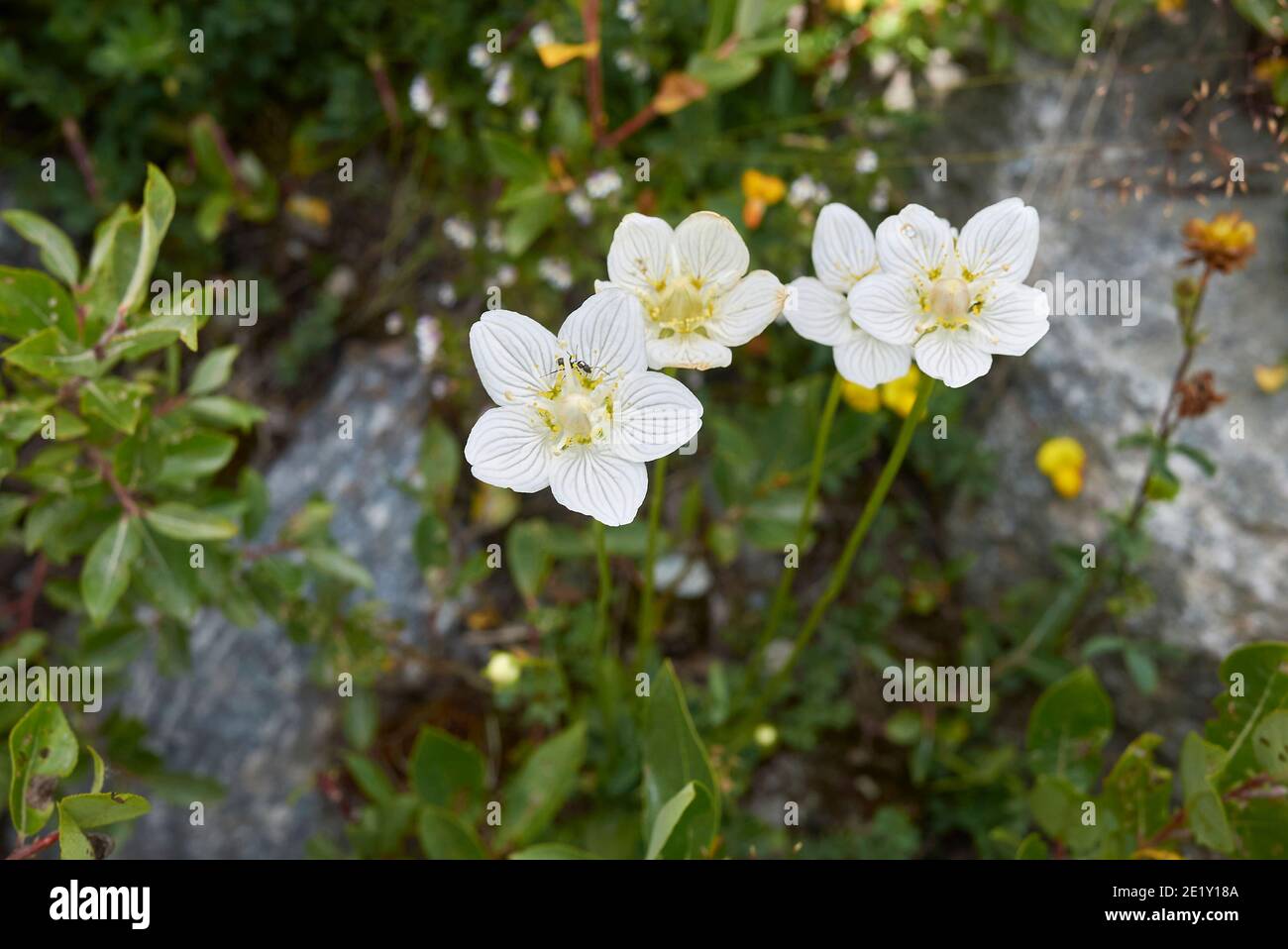 Rass of parnassus hi-res stock photography and images - Alamy