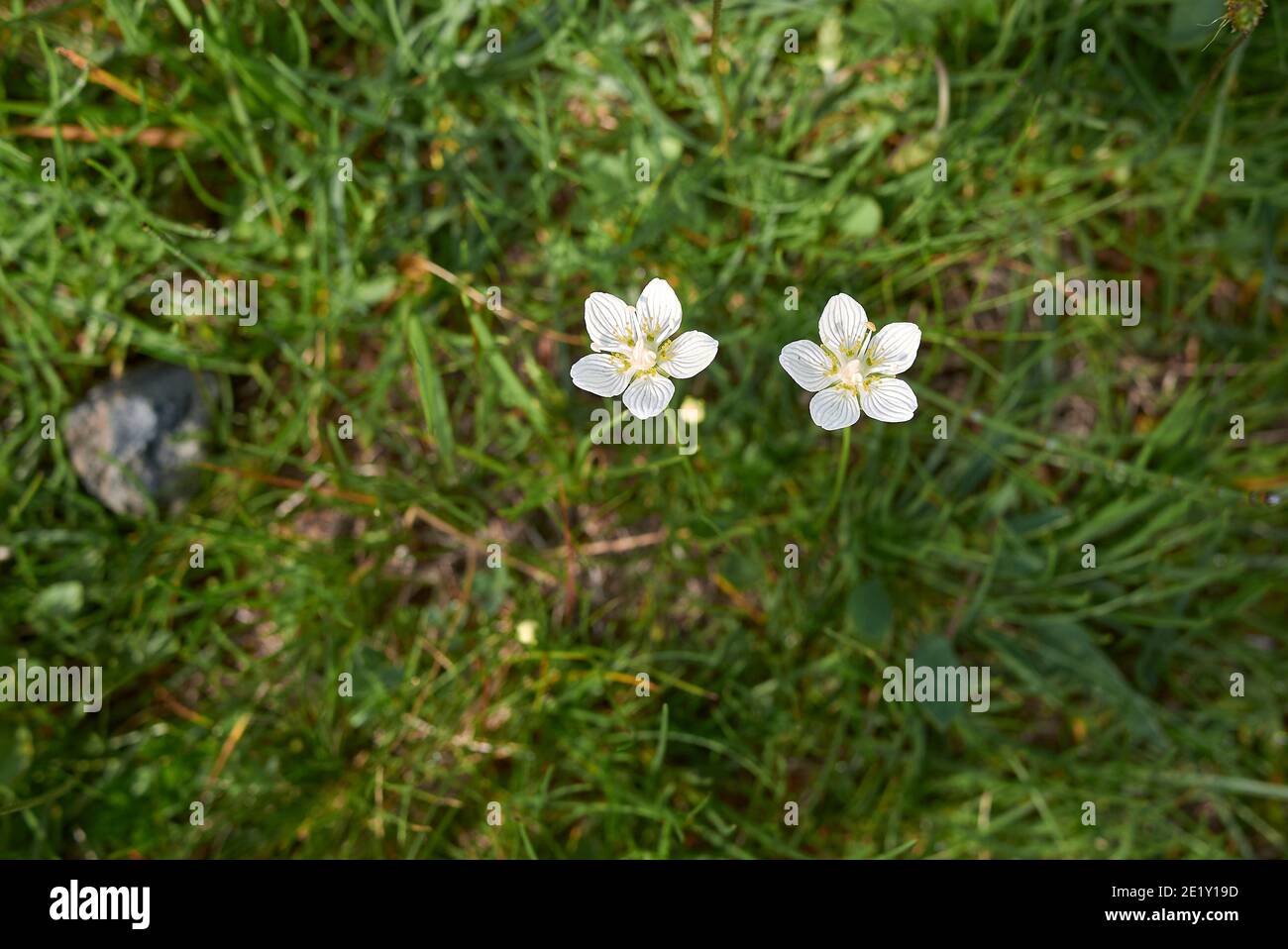 Grass parnassus parnassia palustris in hi-res stock photography and ...