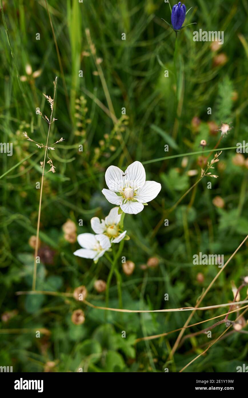 Marsh parnassia hi-res stock photography and images - Alamy
