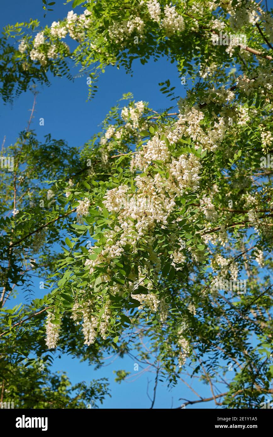 Robinia pseudoacacia tree in bloom Stock Photo - Alamy