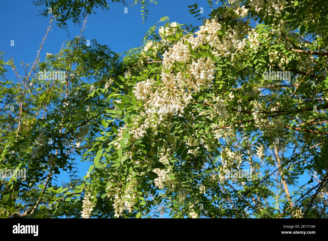 Robinia pseudoacacia tree in bloom Stock Photo - Alamy