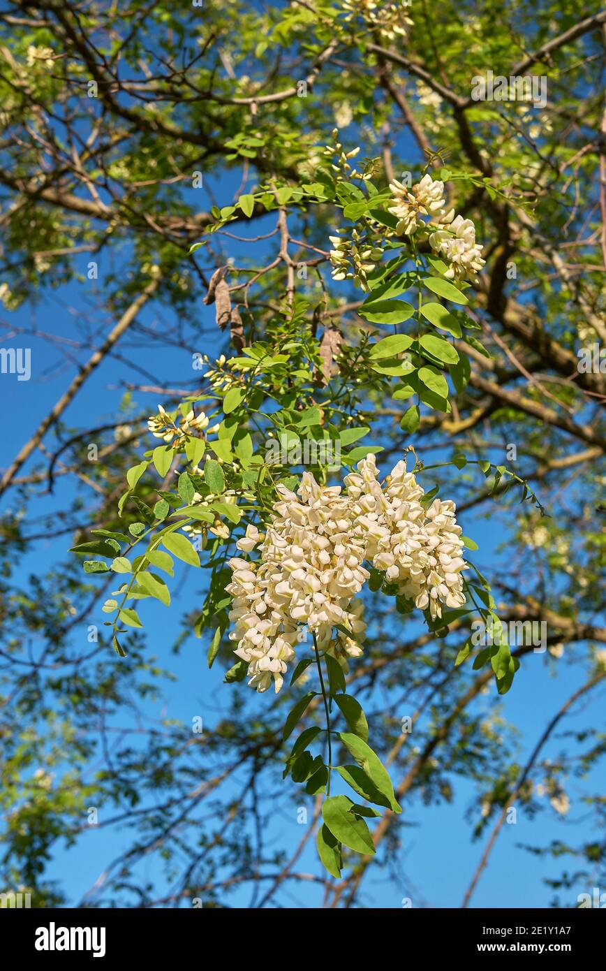 Robinia pseudoacacia tree in bloom Stock Photo - Alamy