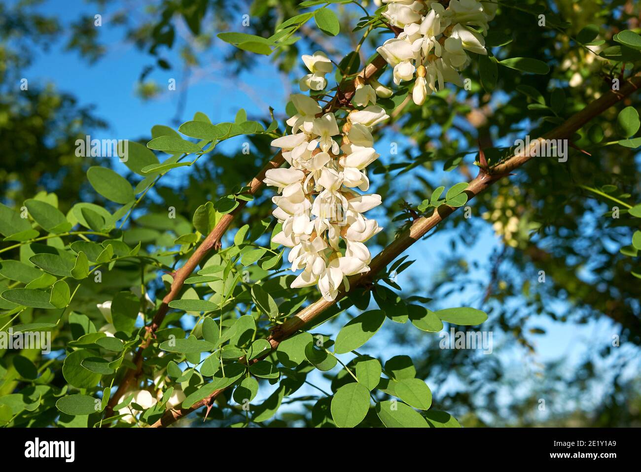 Robinia pseudoacacia tree in bloom Stock Photo - Alamy