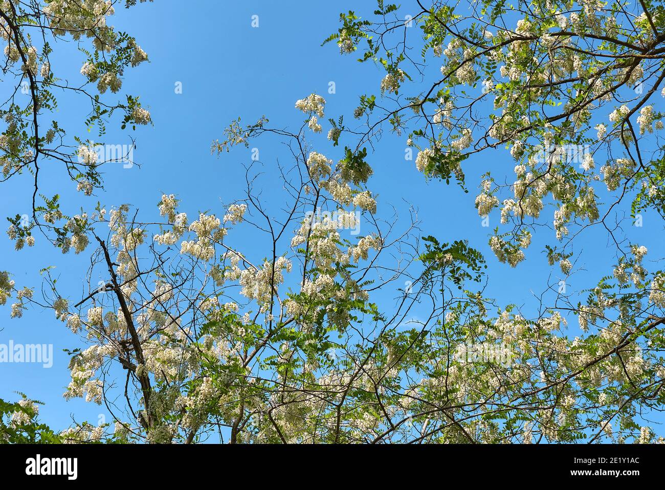 Robinia pseudoacacia tree in bloom Stock Photo - Alamy