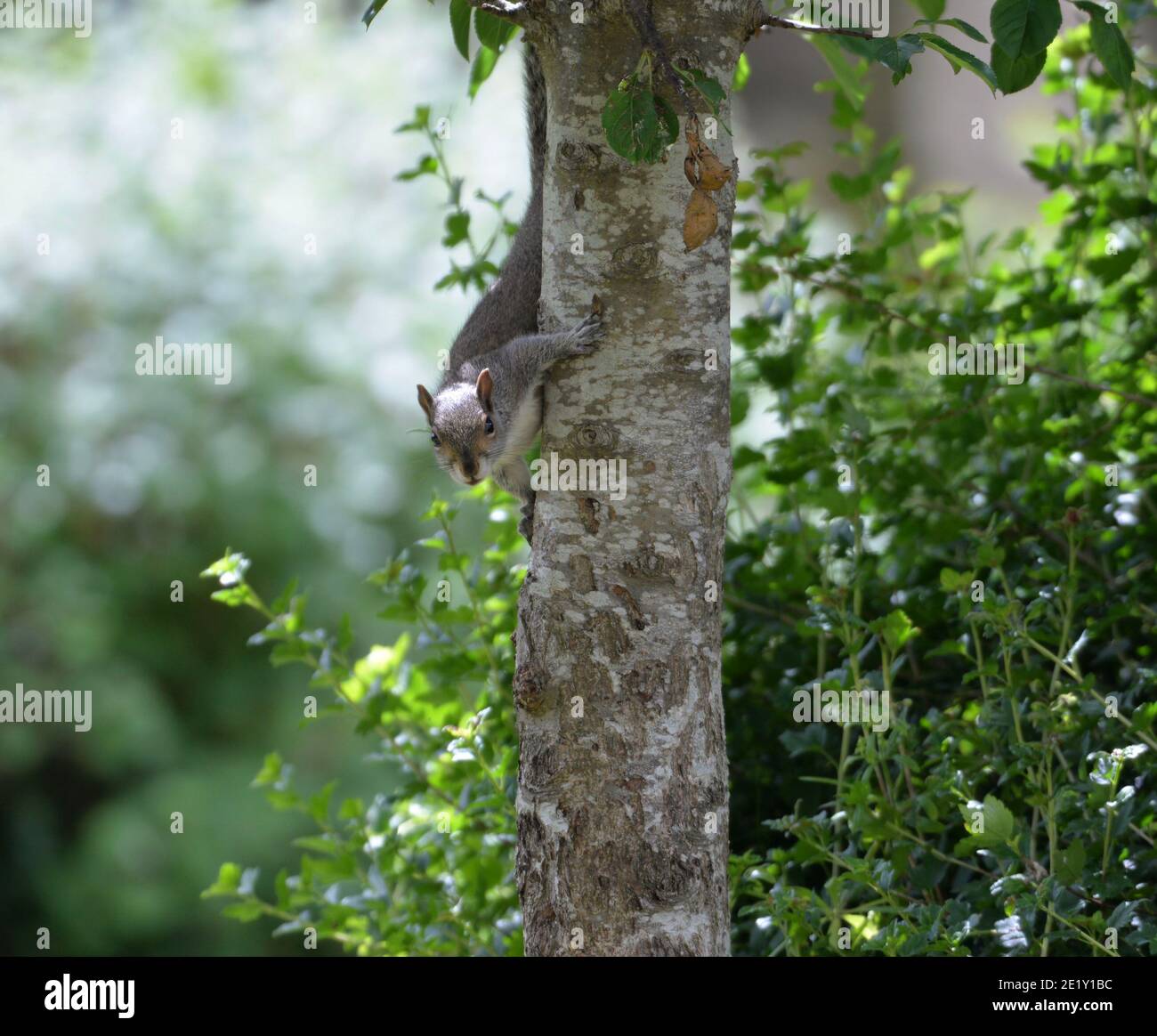 Climbing down a tree hi-res stock photography and images - Alamy