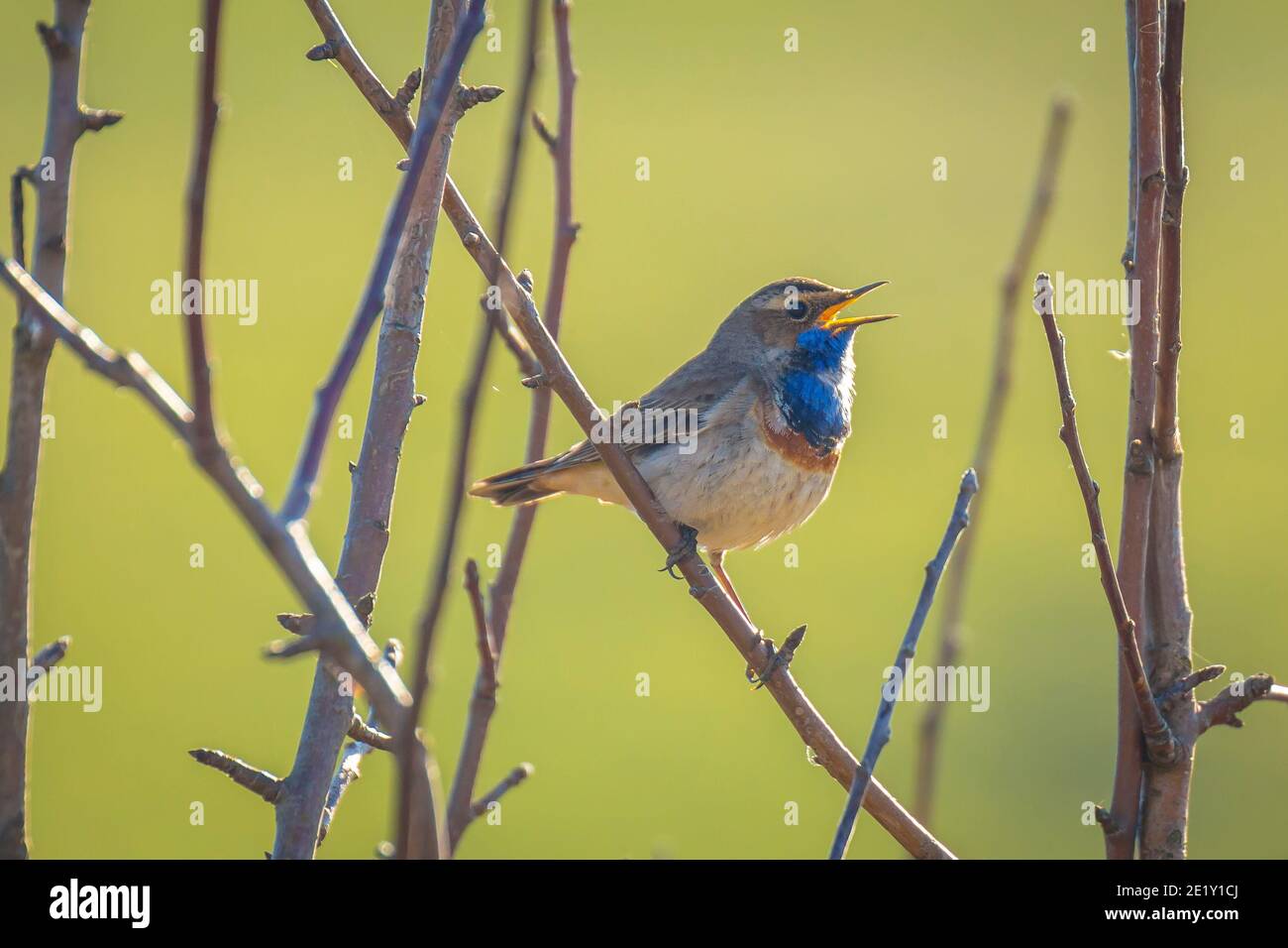 A blue-throat bird male Luscinia svecica cyanecula singing to attract a ...