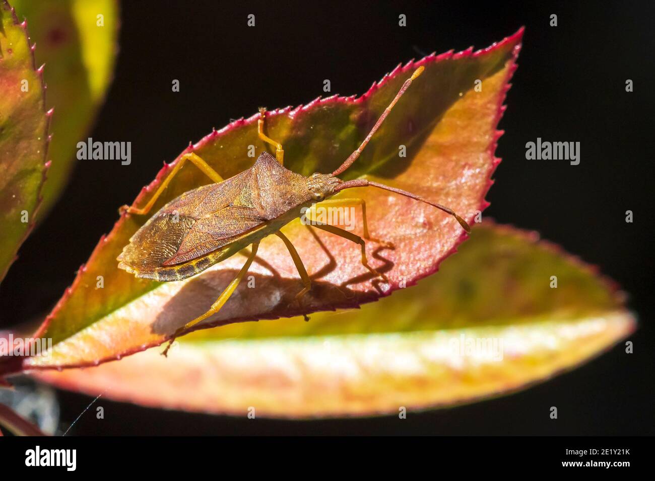 Sloe Shield Bug High Resolution Stock Photography and Images - Alamy