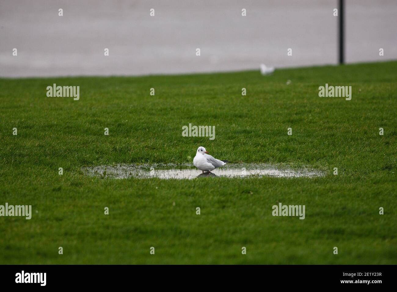Liverpool, UK - November 1 2020: A seagull sits in a puddle at ...