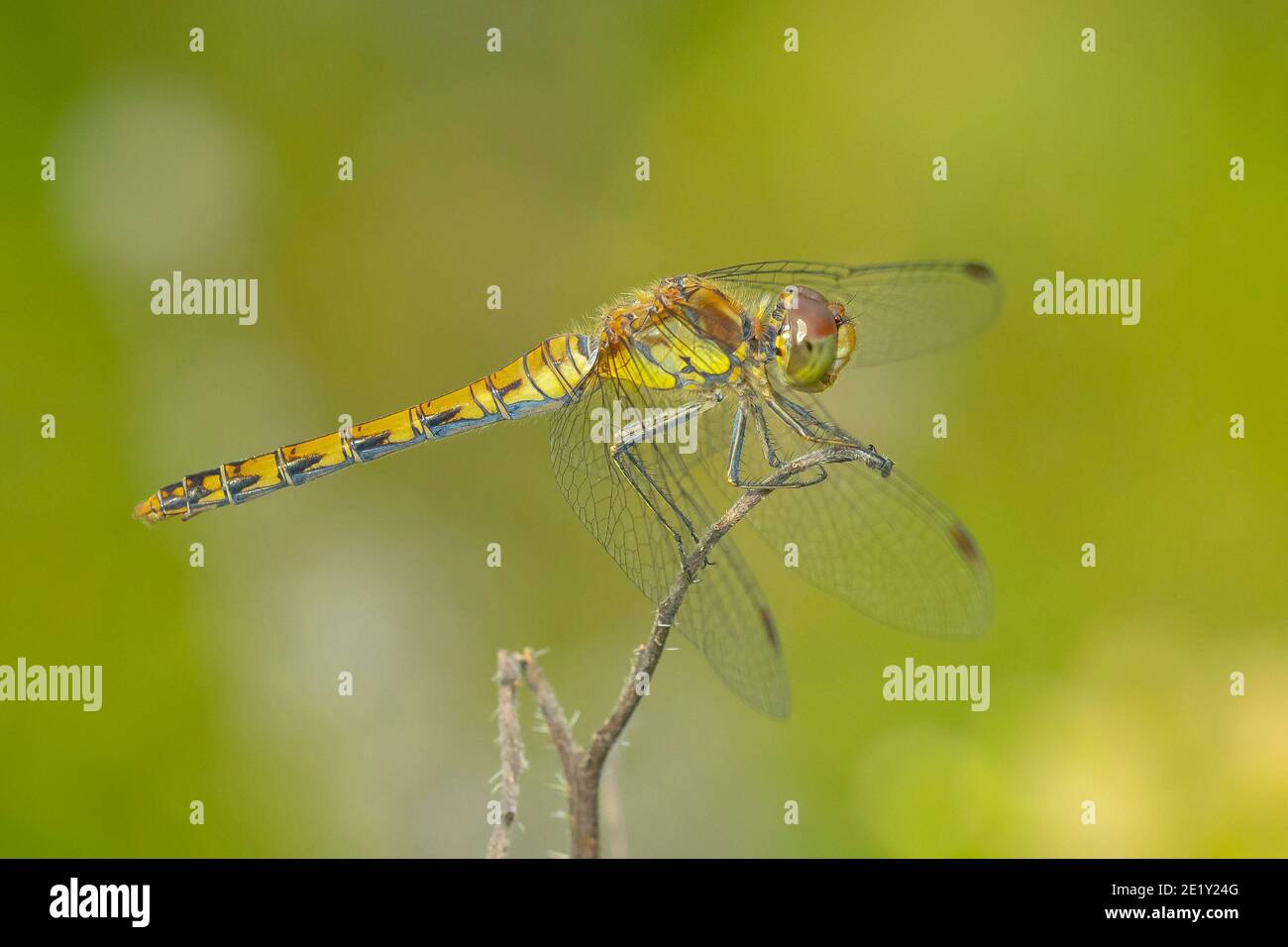 Female sympetrum hi-res stock photography and images - Alamy